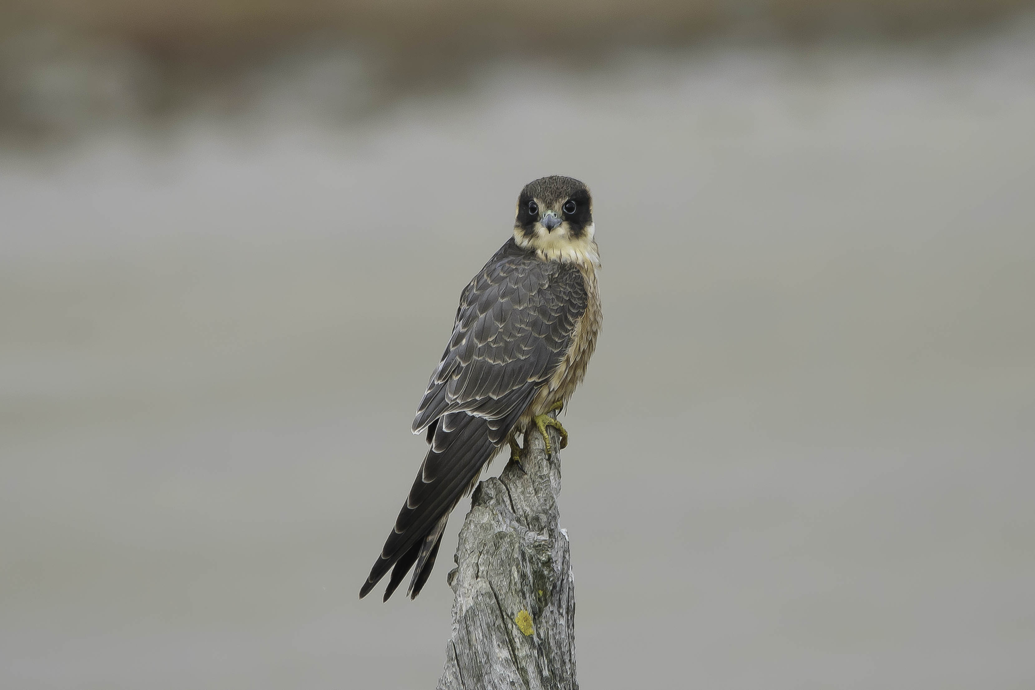 Colac Otway Birds – Colac Birder