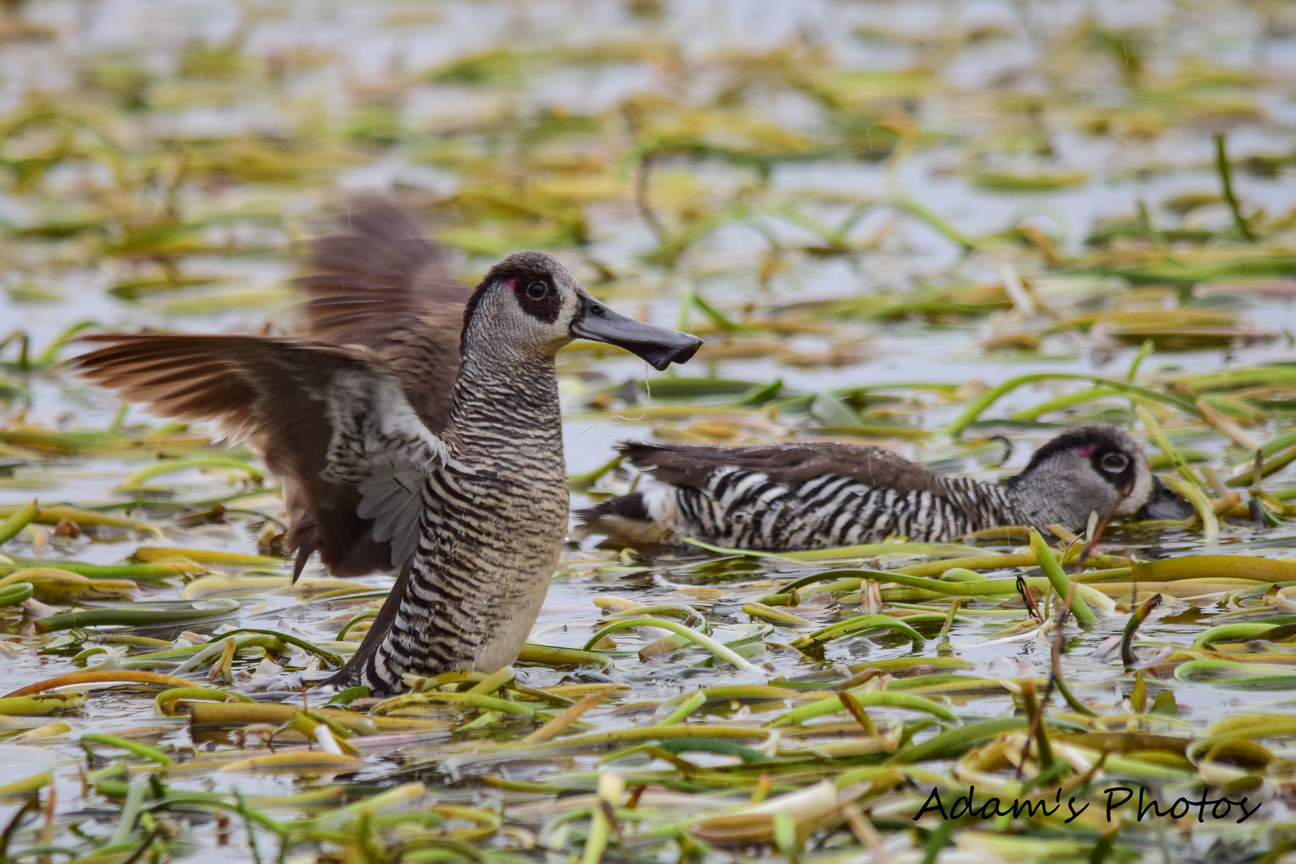 Lake Colac Bird Sanctuary – Colac Birder