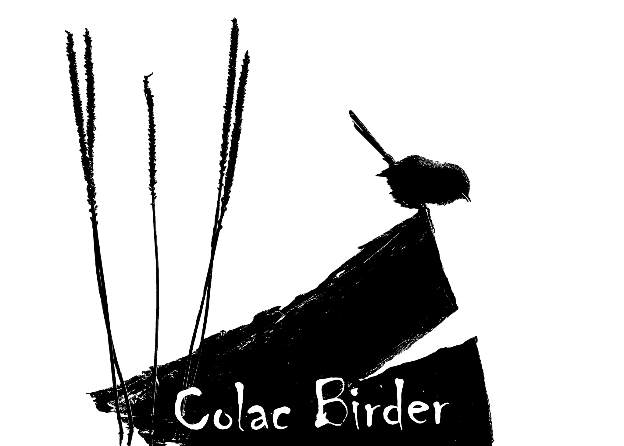 Pink Robin – Colac Birder