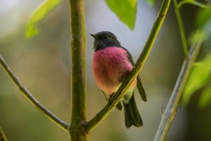 Pink Robin – Colac Birder