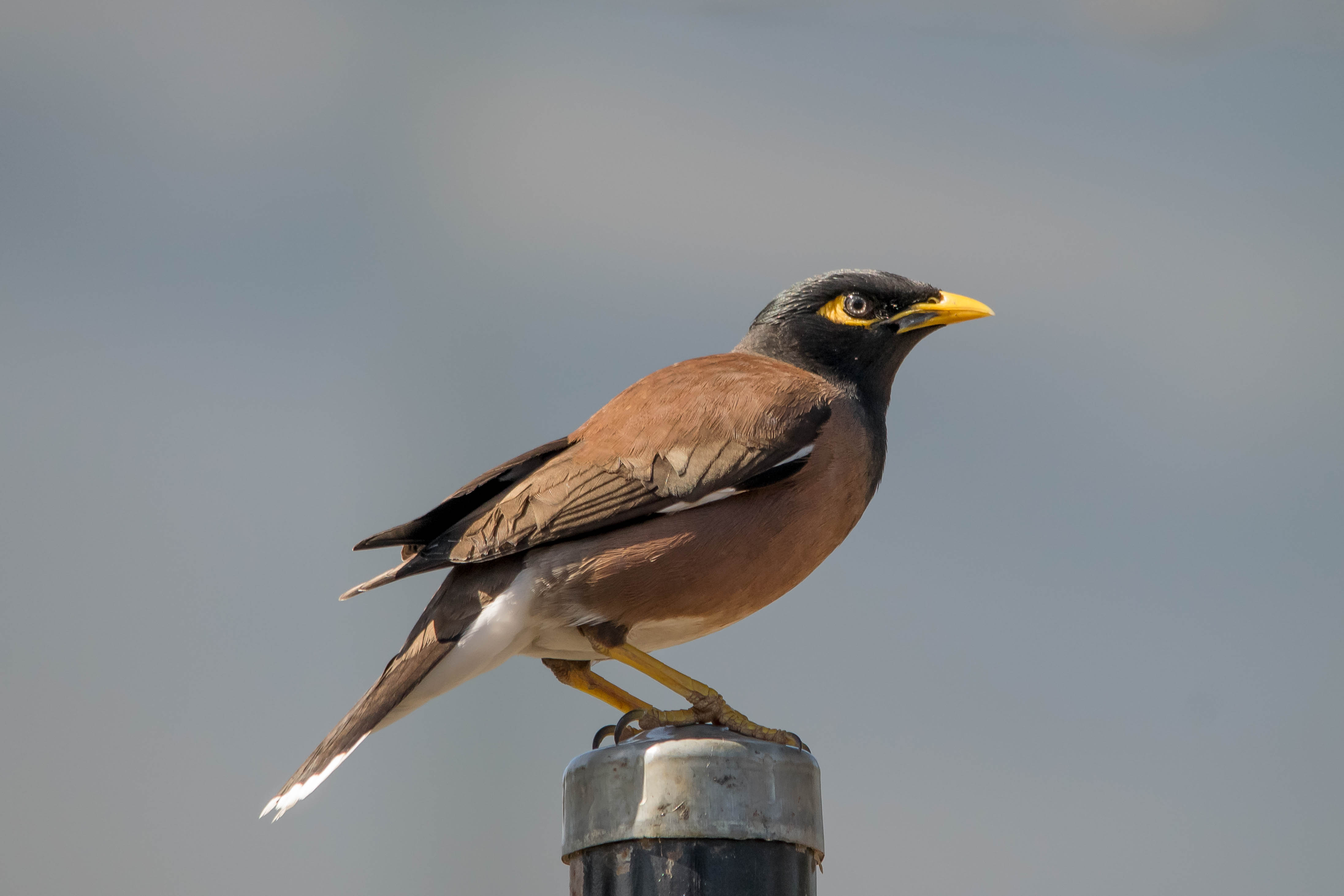 Common Myna – Colac Birder