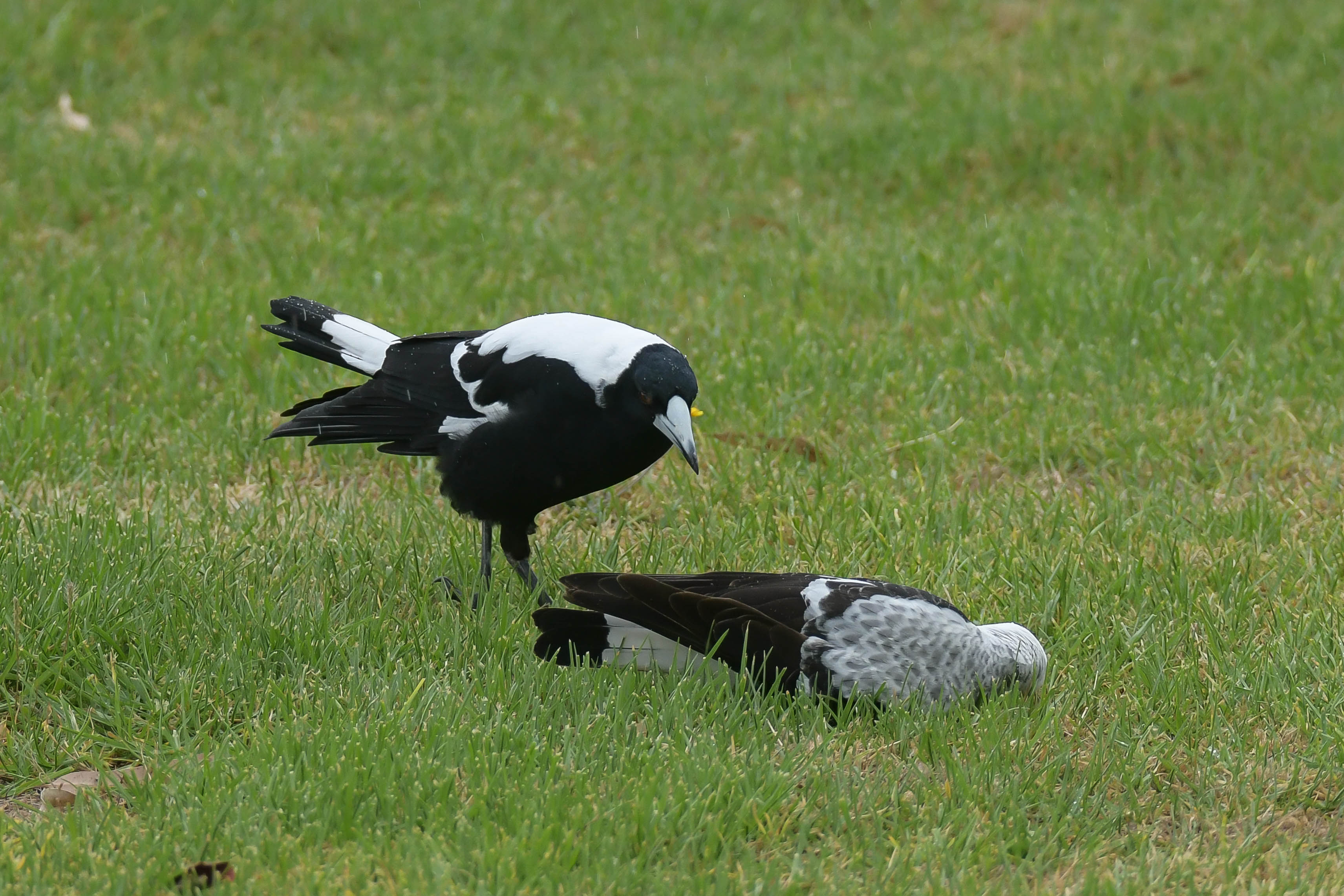 Australian Magpie – Colac Birder