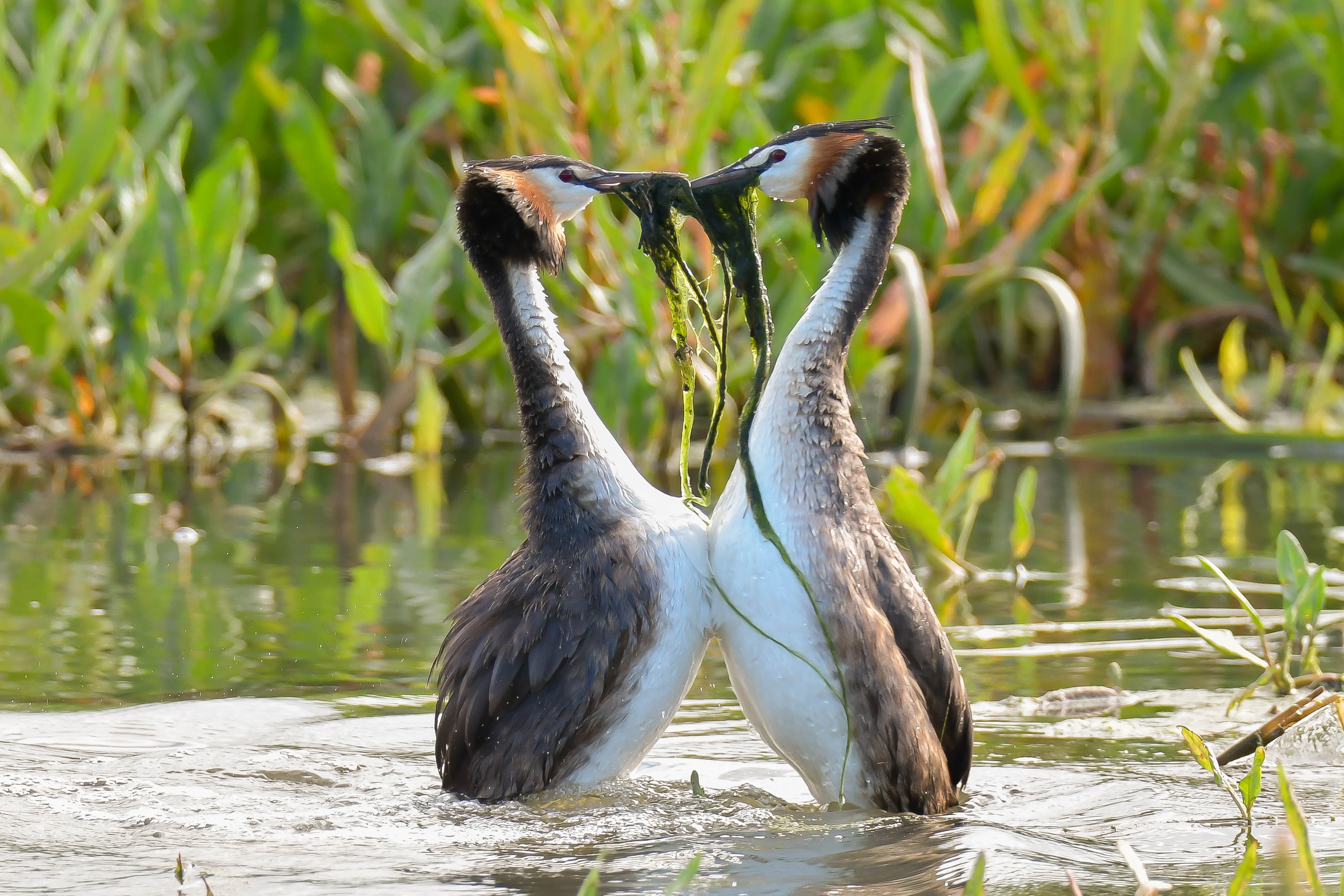 Great Crested Grebe – Colac Birder